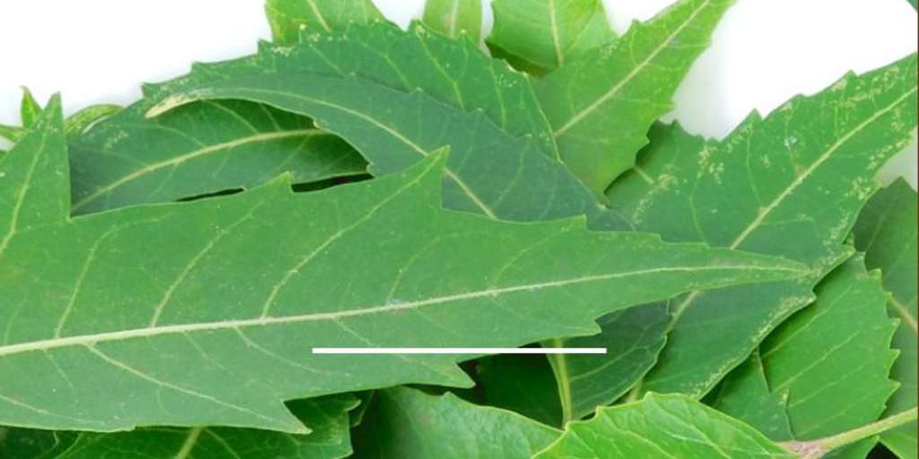 Top Household Uses Of Neem Leaves You Should Know