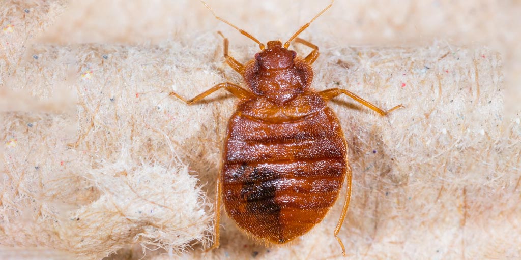 जानें खटमल दिखना सौभाग्य है या दुर्भाग्य