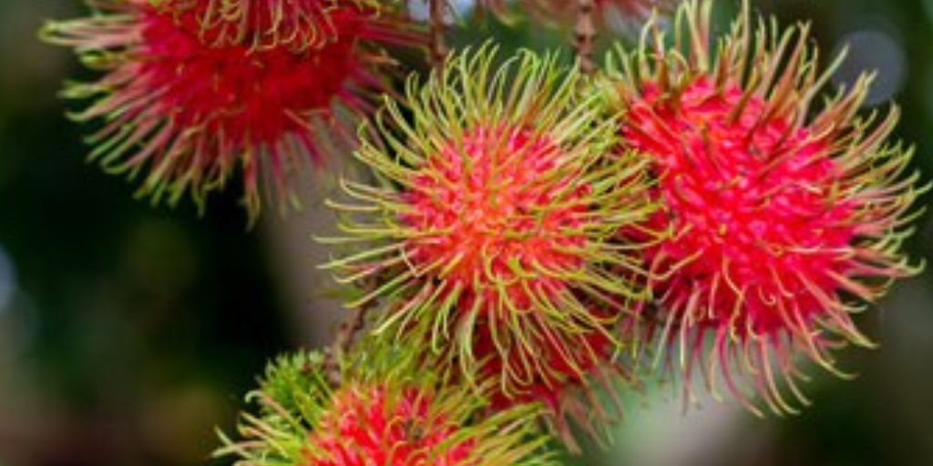 நீண்ட ஆயுள் தரும் ரம்புட்டான் பழம்