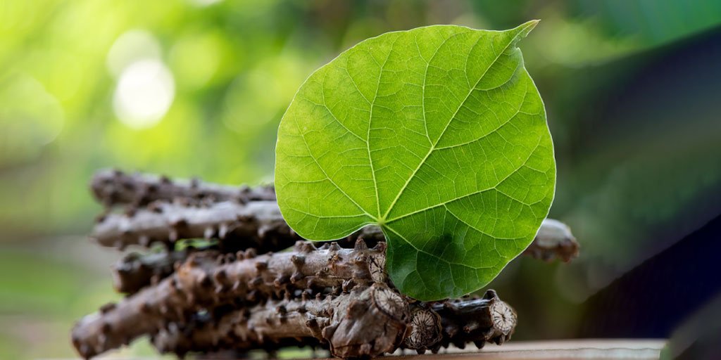 நாள்பட்ட சளி மற்றும் கடுமையான காய்ச்சலை எளிதில் குணபடுத்தி பல நன்மைகளை ...