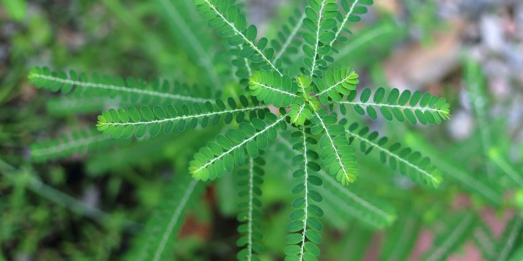 கீழாநெல்லி குணப்படுத்தும் பல வியாதிகள் பற்றி தெரியுமா?