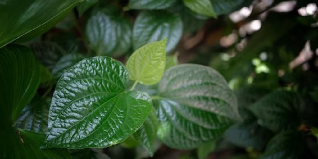 வெற்றிலை வழங்கும் மருத்துவ நன்மைகள் இவை தான் தெரியுமா?