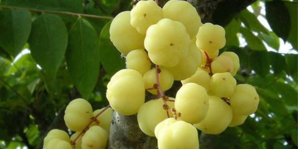 பெண்களுக்கு ஏற்படும் பல பிரச்சனைகளை தீர்க்கும் அரை நெல்லிக்காய்