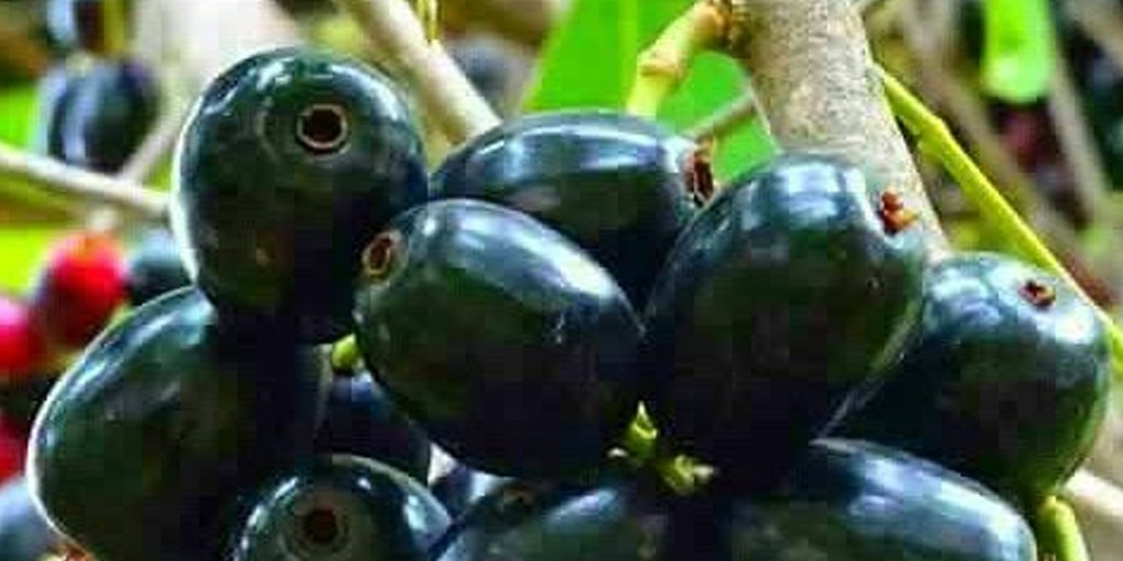 நாவல் பழம் சாப்பிடுவதால் கிடைக்கும் ஆரோக்கிய நன்மைகள்