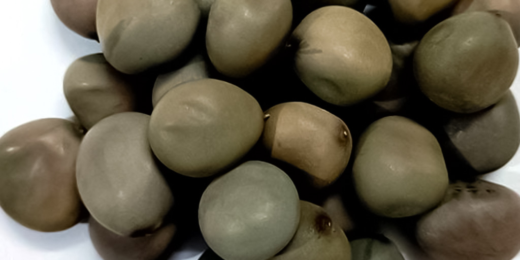 48 நாட்களில் கருத்தரிக்க கழற்சிகாய் மருந்தை எவ்வாறு பயன்படுத்த வேண்டும்